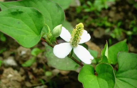 Cathryn Plant Museum